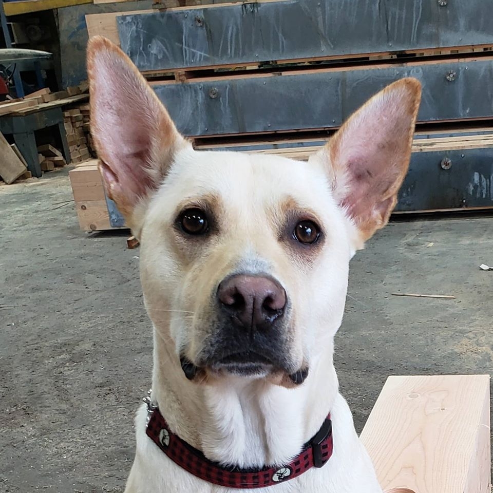 Shop Dog on a Stop Log! | Industrial Timber Products by CarlWood