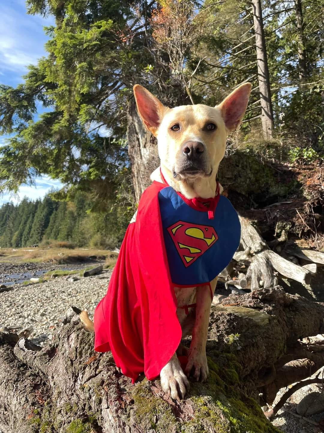 Halloween with SuperToby! | Industrial Timber Products by CarlWood